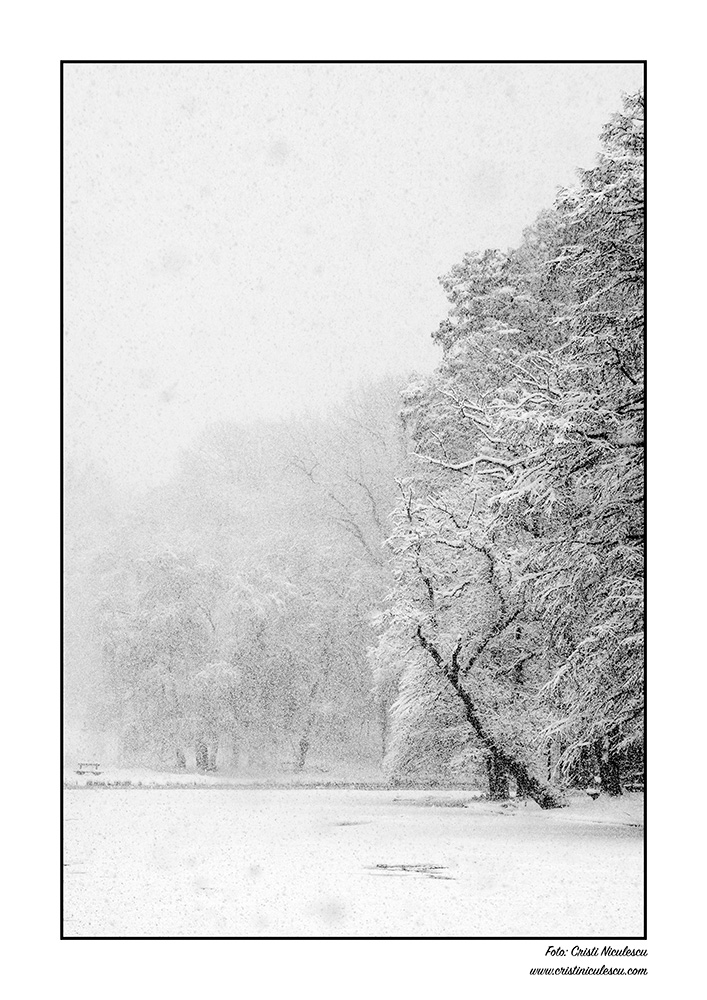 Ninsoare | Fotografie Cristi Niculescu